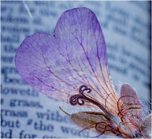 COMFORT, COMFORT MY PEOPLE | Spirit Of Abilene